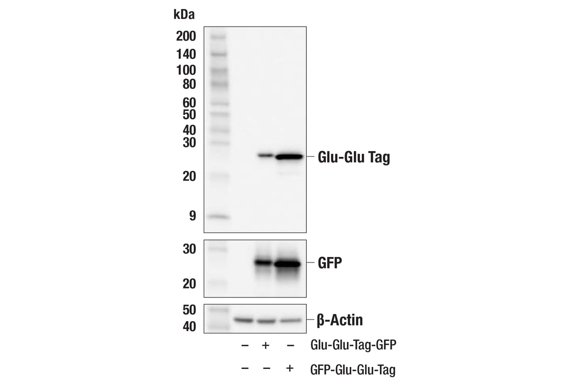 Glu-Glu Tag (F7J1B) Mouse mAb | Cell Signaling Technology