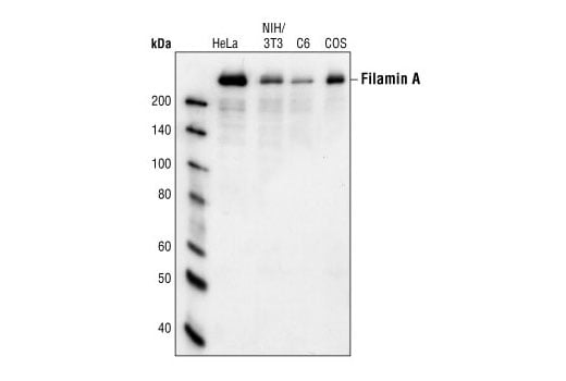 Filamin A Antibody | Cell Signaling Technology