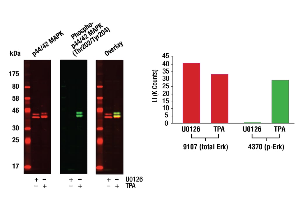 DyLight 680 Conjugated Antibodies | Cell Signaling Technology