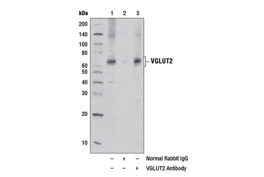 VGLUT2 Antibody | Cell Signaling Technology