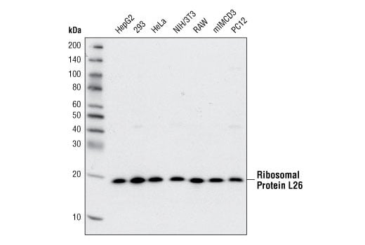 Ribosomal Protein L26 Antibody | Cell Signaling Technology