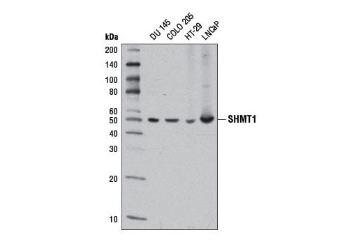 SHMT1 Antibody | Cell Signaling Technology