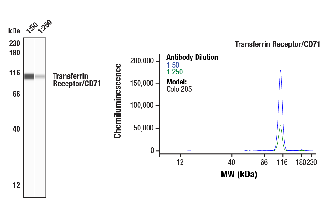Transferrin Receptor/CD71 (H68.4) Mouse Monoclonal Antibody (#46222) Datasheet With Images ...
