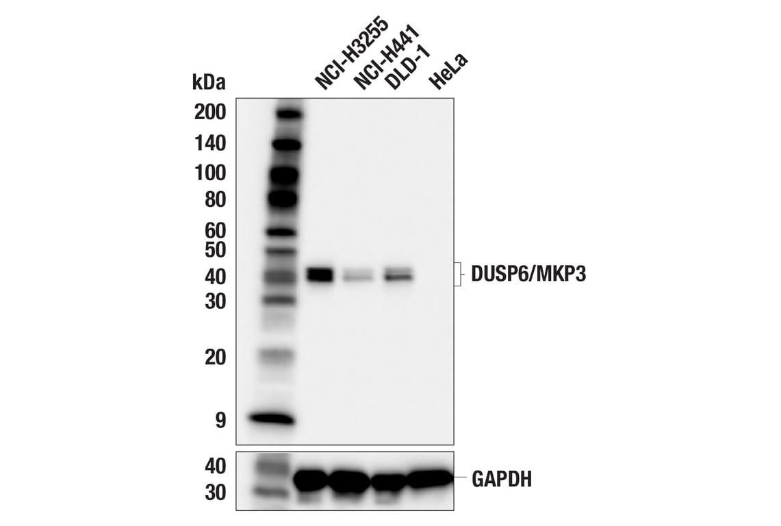 DUSP6/MKP3 (F8S8F) Rabbit mAb | Cell Signaling Technology