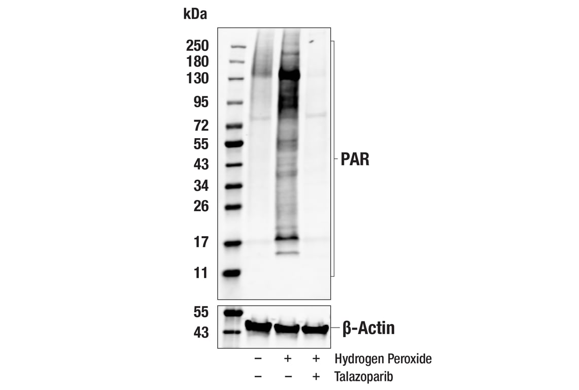 Poly/Mono-ADP Ribose (D9P7Z) Rabbit mAb | Cell Signaling Technology