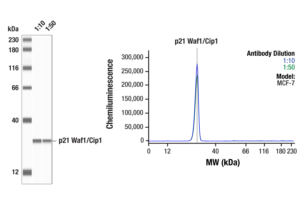 p21 Waf1/Cip1 (12D1) Rabbit mAb (#2947) Datasheet With Images | Cell ...