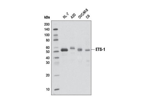 ETS-1 Antibody | Cell Signaling Technology