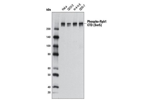 Phospho-Rpb1 CTD (Ser5) Antibody | Cell Signaling Technology