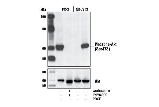 PhosphoPlus® Akt (Ser473) Antibody Duet | Cell Signaling Technology
