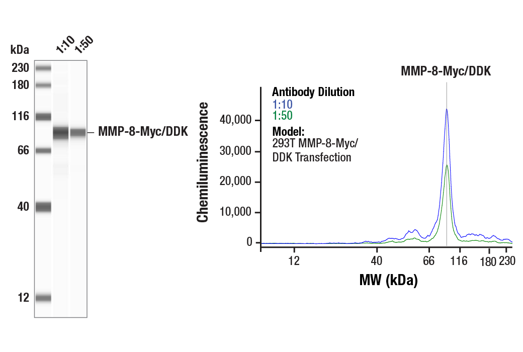Myc-Tag (9B11) Mouse mAb (#2276) Datasheet With Images | Cell Signaling ...