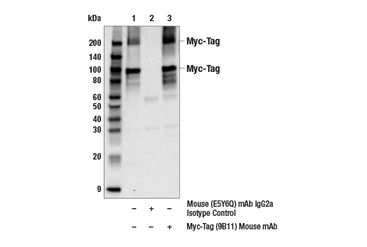 Myc-Tag (9B11) Mouse mAb (#2276) Datasheet With Images | Cell Signaling ...