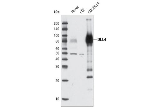 DLL4 Antibody | Cell Signaling Technology