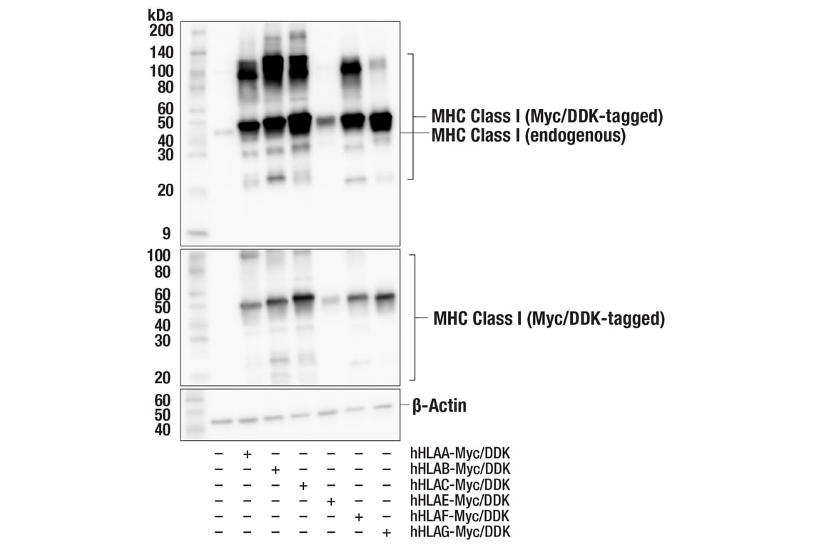 MHC Class I (E6L8F) Rabbit mAb | Cell Signaling Technology