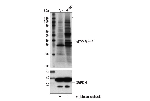 Phospho-Thr-Pro-Pro Motif [pTPP] (D61C3) Rabbit mAb | Cell Signaling ...