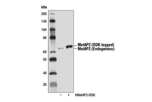 MetAP2 Antibody | Cell Signaling Technology