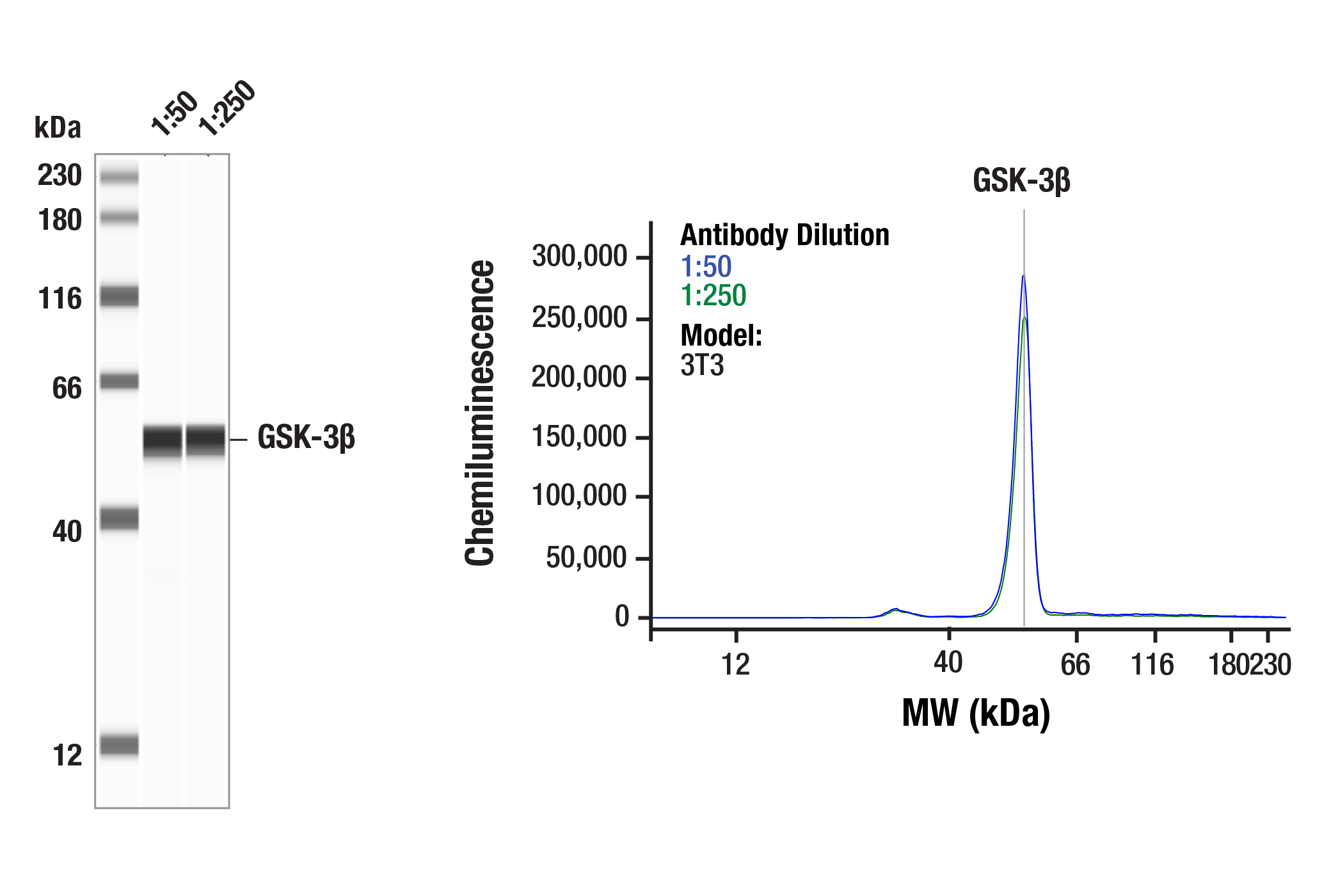 GSK-3β (D5C5Z) XP® Rabbit mAb | Cell Signaling Technology