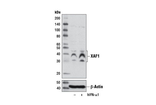XAF1 Antibody | Cell Signaling Technology