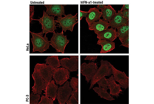 Stat3 (D3Z2G) Rabbit mAb | Cell Signaling Technology