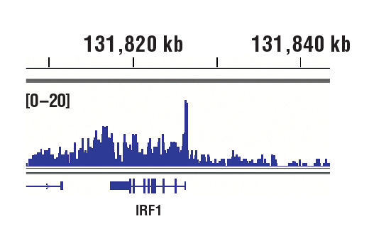 C Rel D5G1A Rabbit MAb ChIP Formulated Cell Signaling Technology
