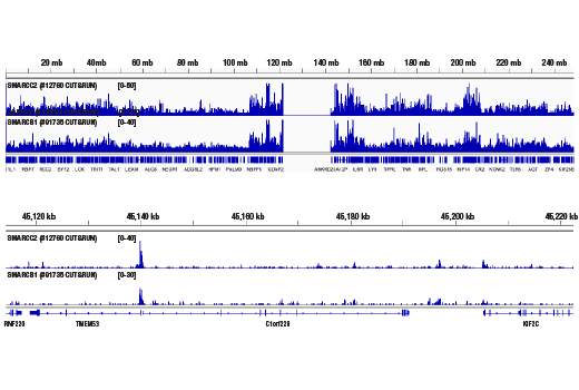 BAF Complex Antibody Sampler Kit II | Cell Signaling Technology
