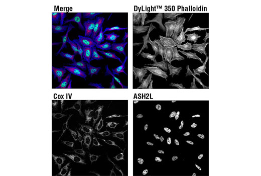 DyLight™ 350 Phalloidin | Cell Signaling Technology
