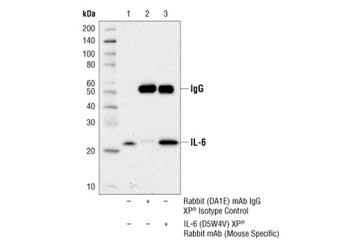 Mouse Reactive Senescence Associated Secretory Phenotype (SASP ...