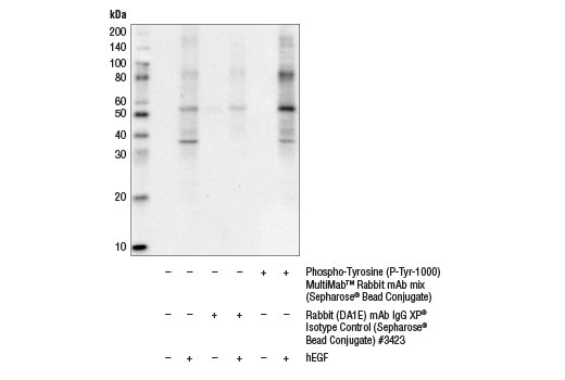 Phospho-Tyrosine (P-Tyr-1000) MultiMab™ Rabbit mAb mix (Sepharose® Bead ...