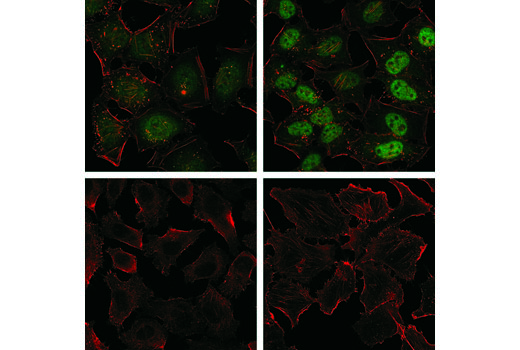 Stat3 (D3Z2G) Rabbit mAb (Alexa Fluor® 488 Conjugate) | Cell Signaling Technology