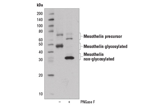 Mesothelin Antibody | Cell Signaling Technology