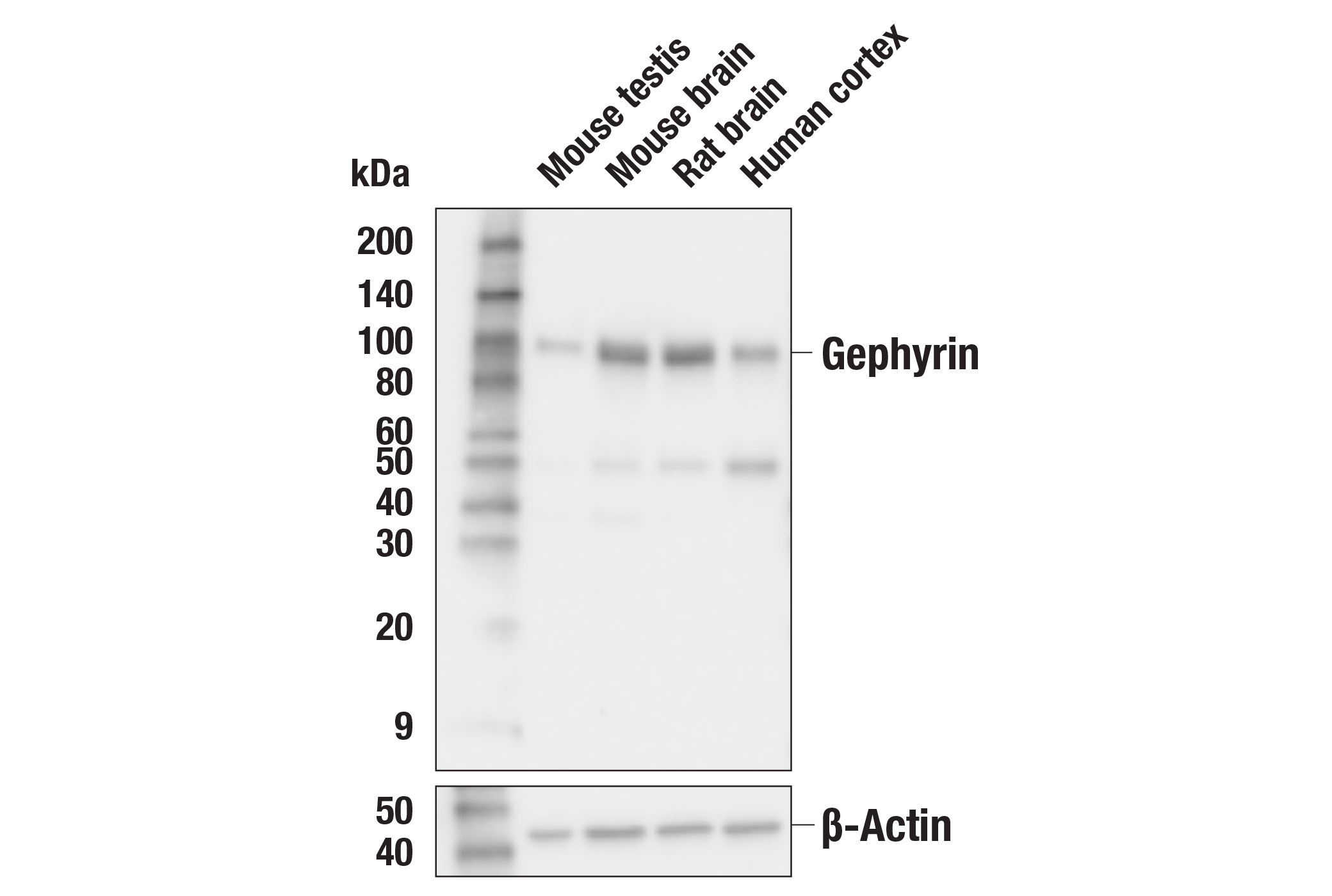 Gephyrin (E8T6V) Rabbit mAb | Cell Signaling Technology