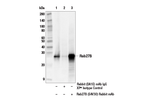 Rab27B (E4V3O) Rabbit mAb | Cell Signaling Technology