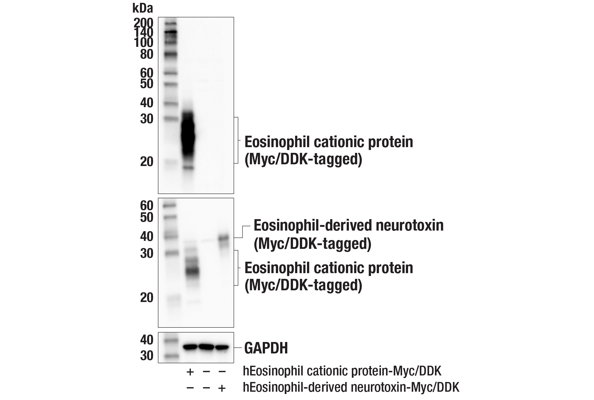 Eosinophil cationic protein (E6U5M) Rabbit mAb (BSA and Azide Free) | Cell Signaling Technology