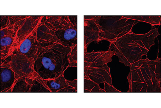 Myc-Tag (71D10) Rabbit mAb (Alexa Fluor® 700 Conjugate) | Cell ...