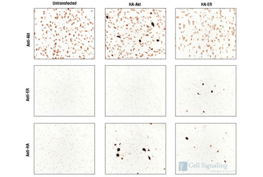 HA-Tag (6E2) Mouse mAb (BSA and Azide Free) | Cell Signaling Technology