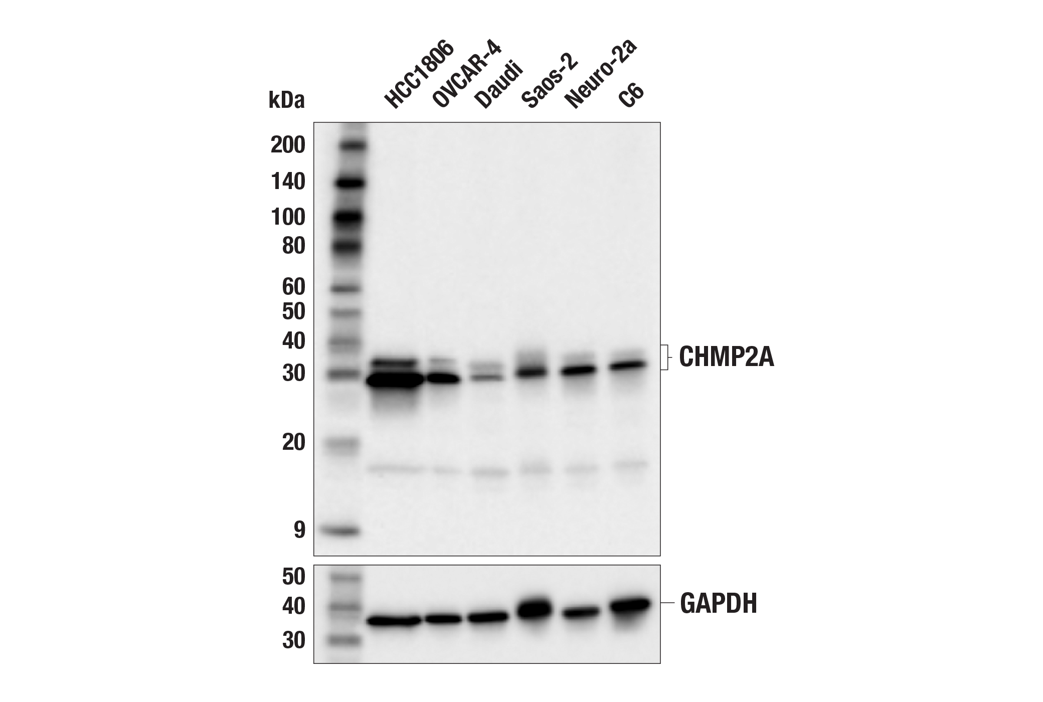 CHMP2A (F4T1J) Rabbit mAb | Cell Signaling Technology