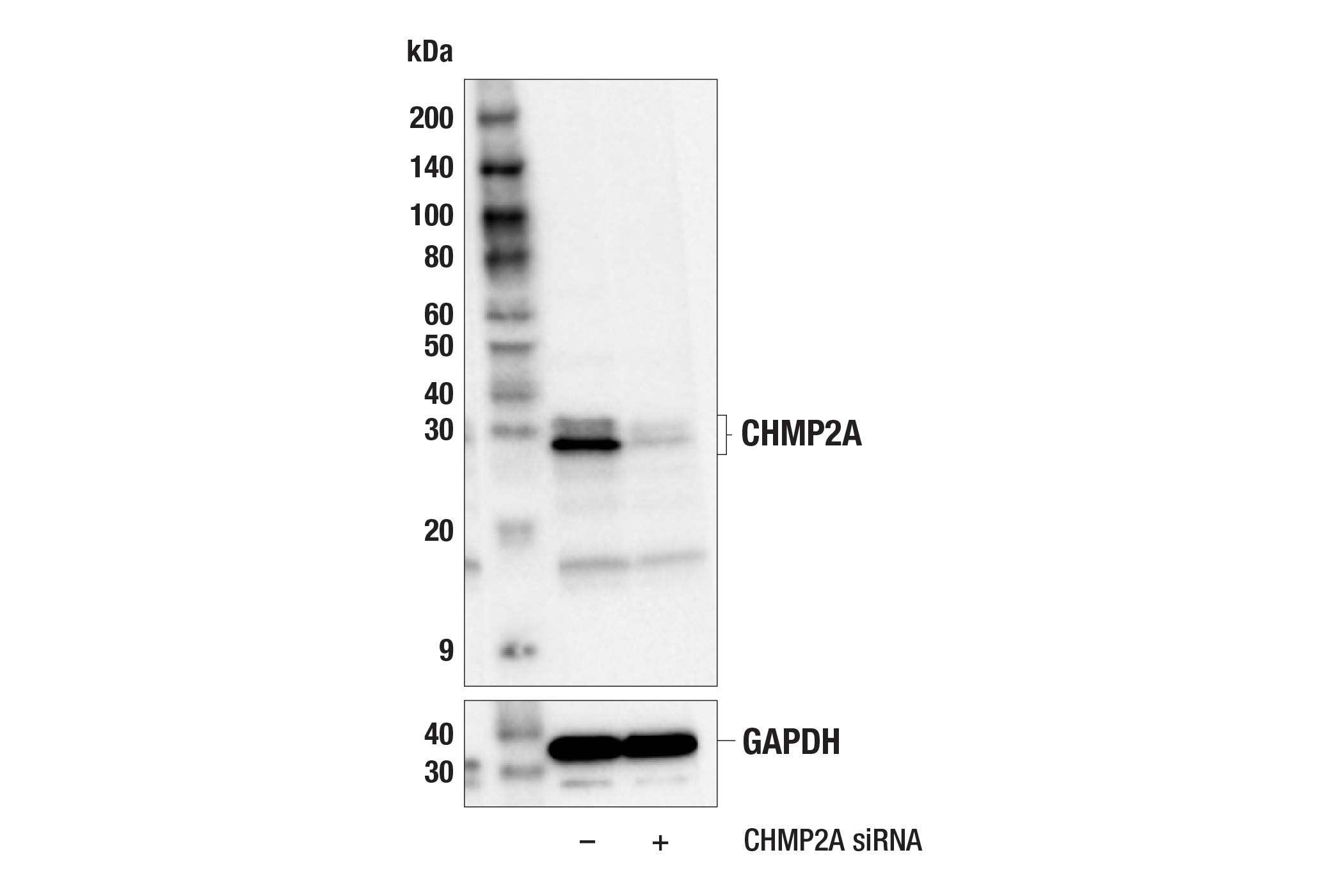 CHMP2A (F4T1J) Rabbit mAb | Cell Signaling Technology