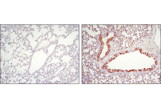 GFP Antibody | Cell Signaling Technology