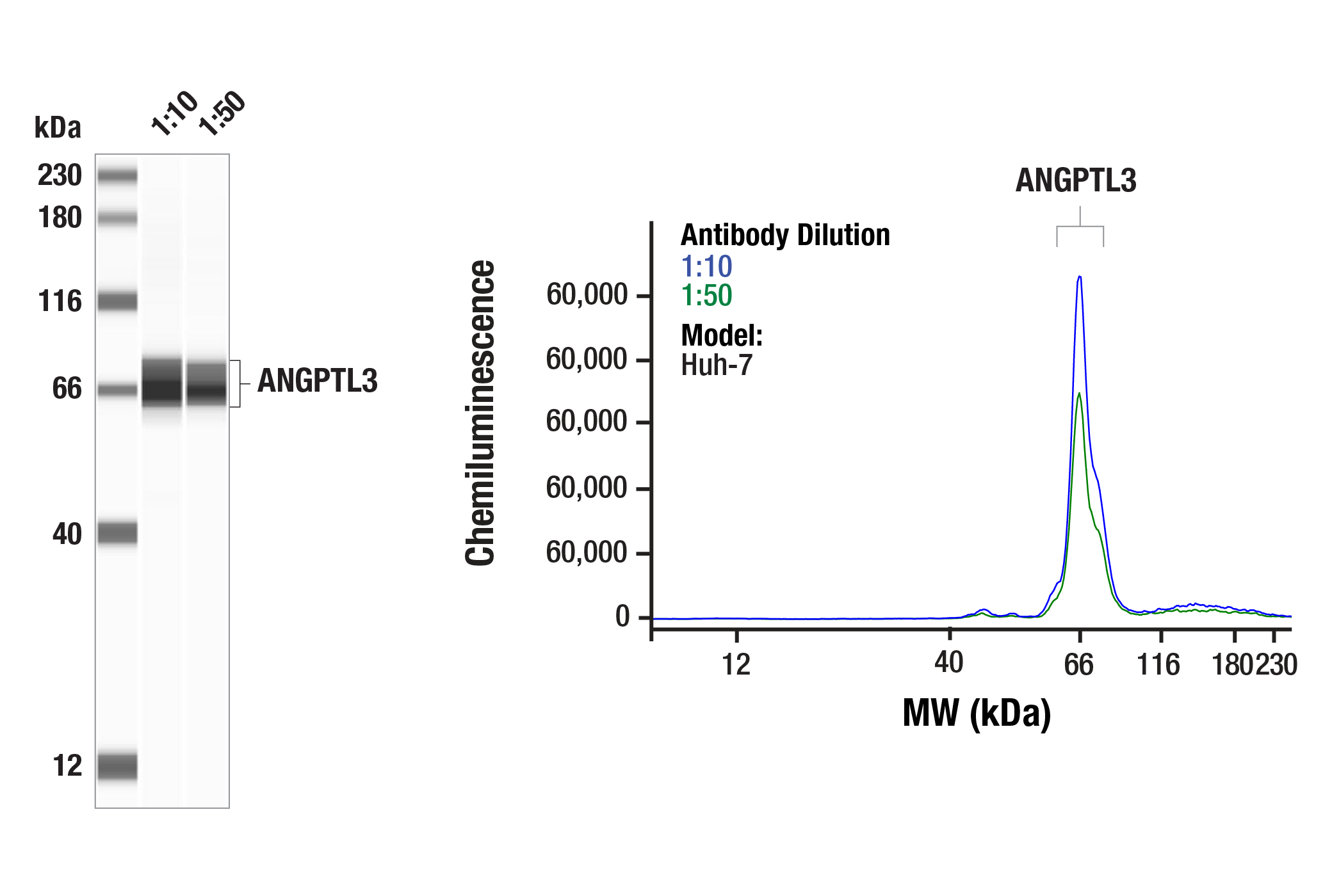 ANGPTL3 (F8N1Q) Rabbit mAb | Cell Signaling Technology
