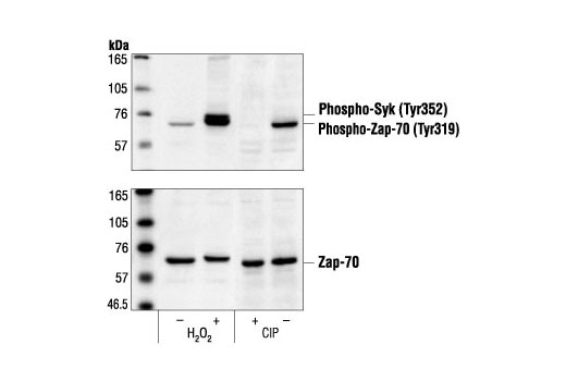 Phospho-Syk Antibody Sampler Kit | Cell Signaling Technology