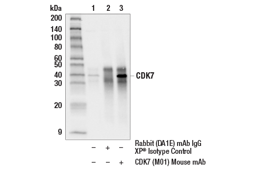 CDK Antibody Sampler Kit | Cell Signaling Technology