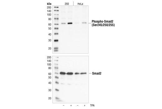 Phospho-Smad2 (Ser245/250/255) Antibody | Cell Signaling Technology