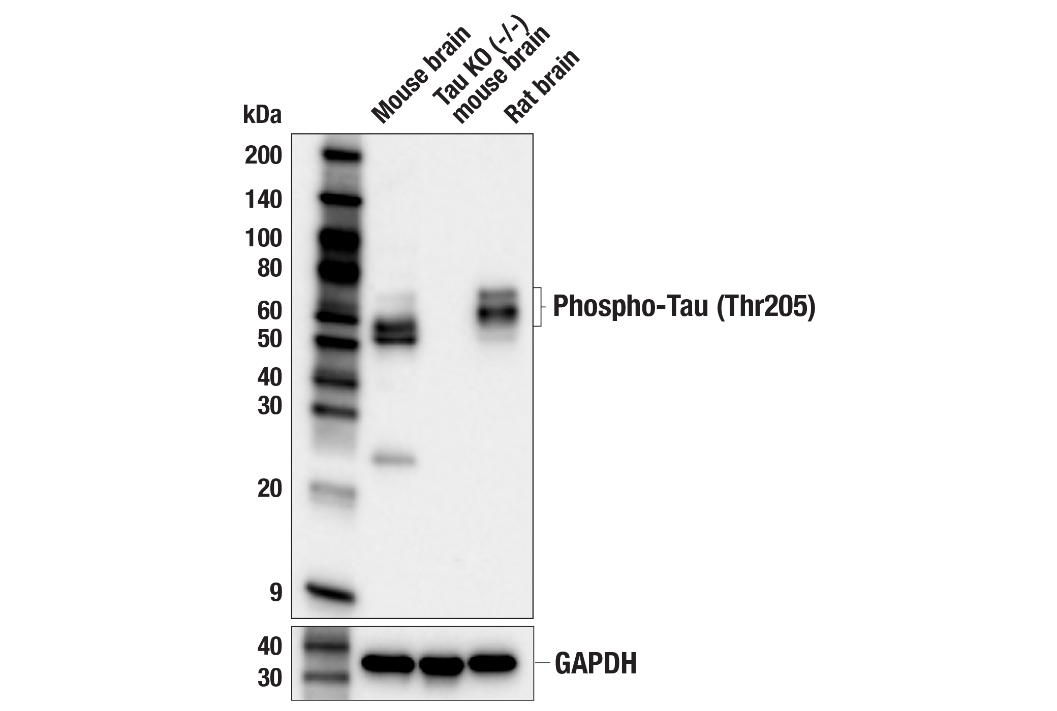 Phospho-Tau (Thr205) (E9A7P) Mouse mAb | Cell Signaling Technology