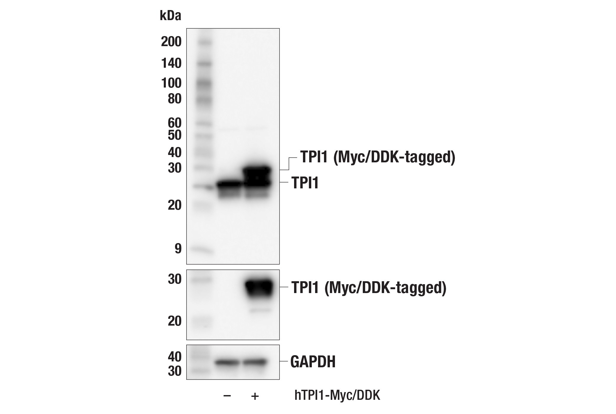 TPI1 (F6U6Y) Rabbit mAb | Cell Signaling Technology