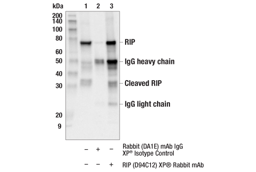 RIP (D94C12) XP® Rabbit mAb | Cell Signaling Technology