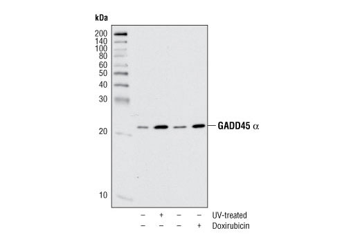 GADD45 α Antibody | Cell Signaling Technology