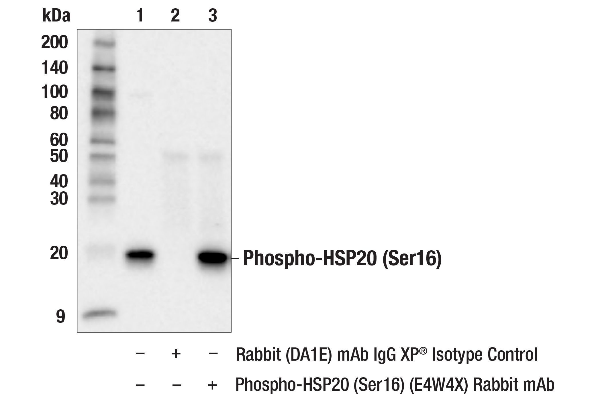 Phospho-HSP20 (Ser16) (E4W4X) Rabbit mAb | Cell Signaling Technology