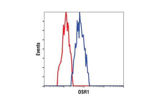 OSR1 Antibody | Cell Signaling Technology