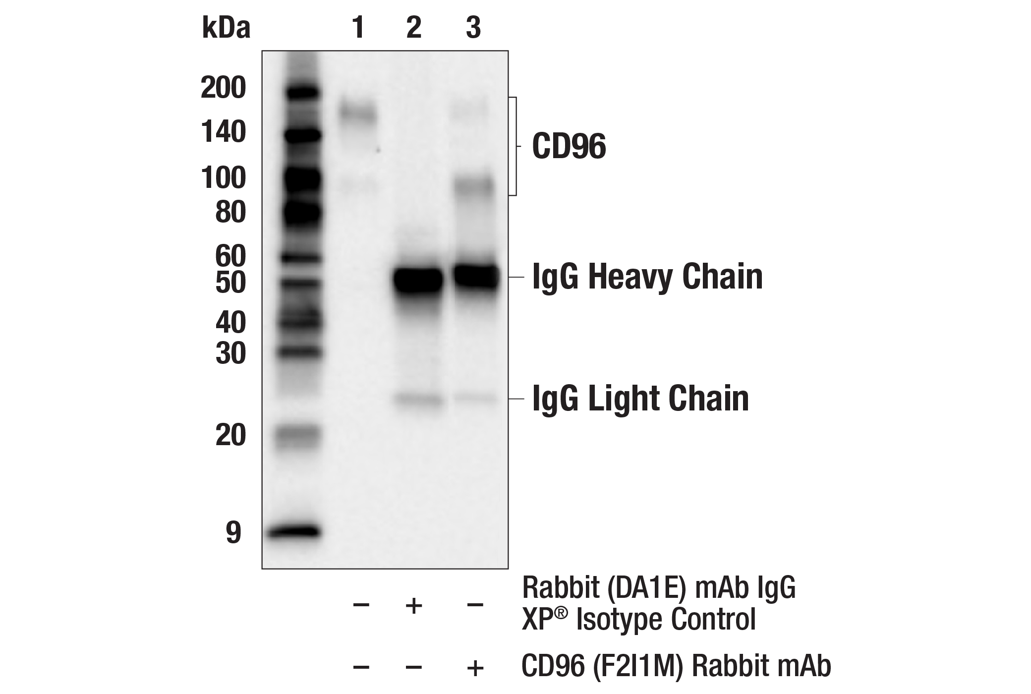 CD96 (F2I1M) Rabbit mAb | Cell Signaling Technology
