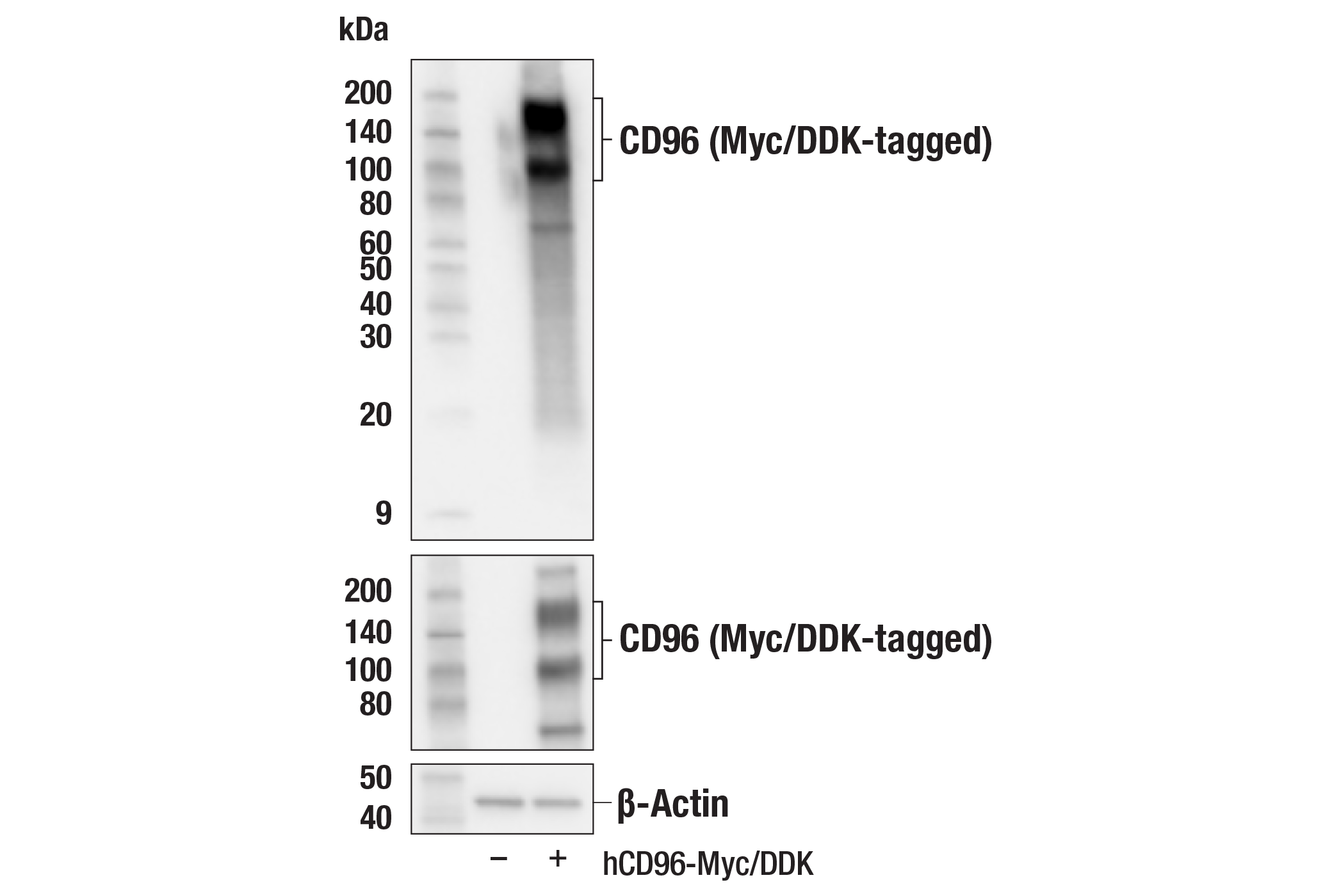 CD96 (F2I1M) Rabbit mAb | Cell Signaling Technology