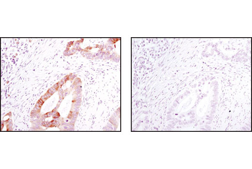 Rabbit (DA1E) mAb IgG XP® Isotype Control | Cell Signaling Technology